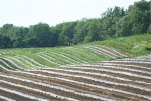 History | Rota Spring Farm