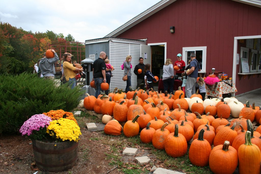 History | Rota Spring Farm