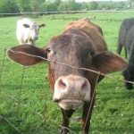 Rota Spring Farm