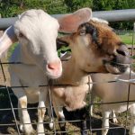 Rota Spring Farm