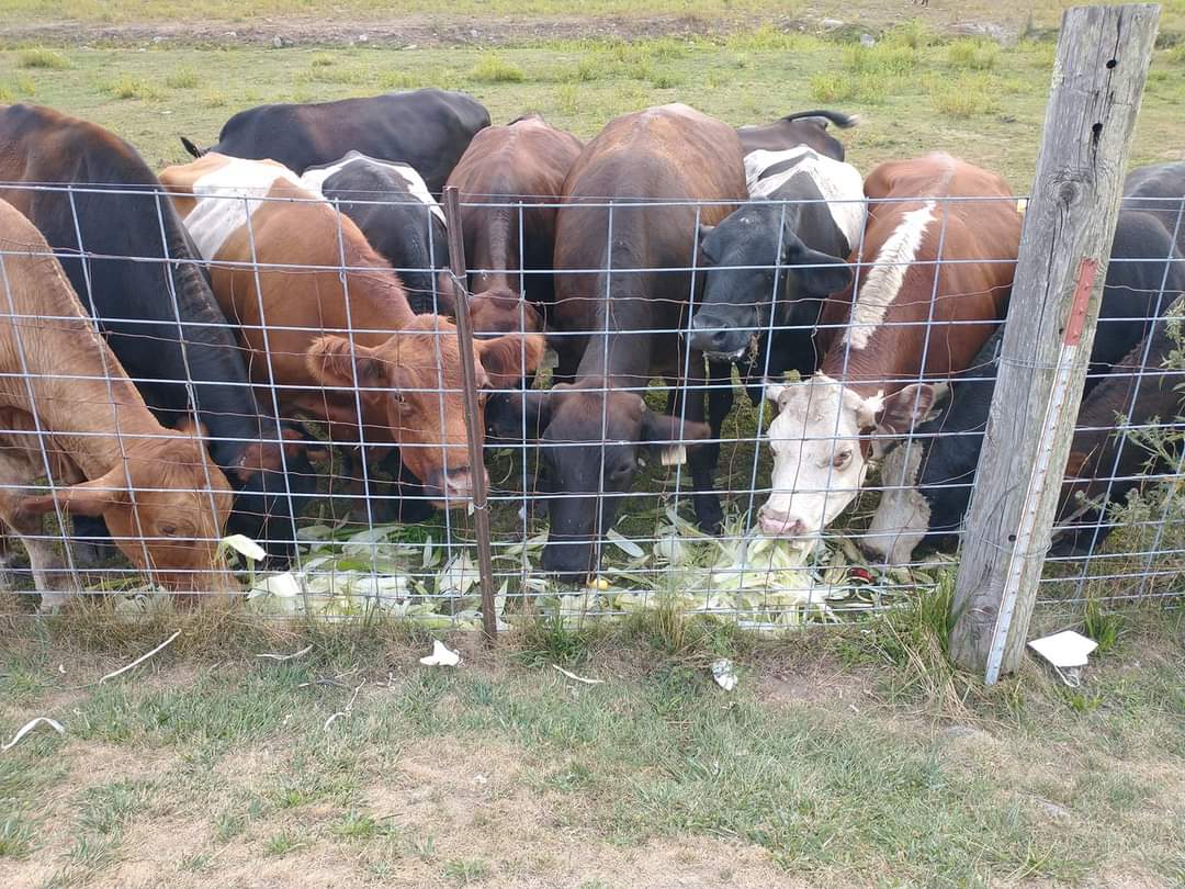 Rota Spring Farm