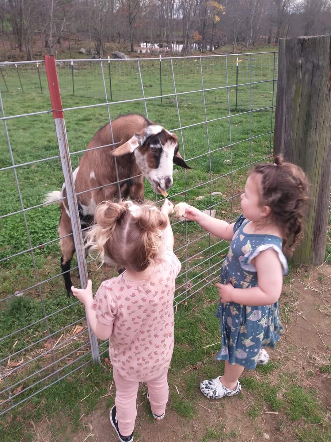 Rota Spring Farm